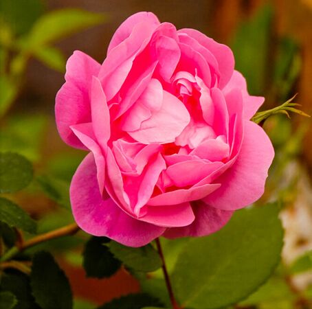 Lippiatt's Manetti – Rose-Biblio