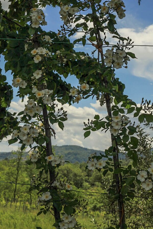 Rosa rubus H.Lév. & Vaniot – Rose-Biblio