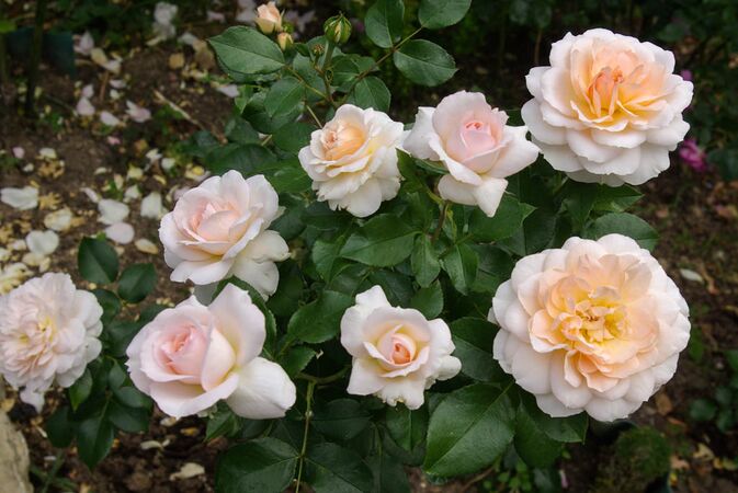 Schloss Eutin – Rose-Biblio