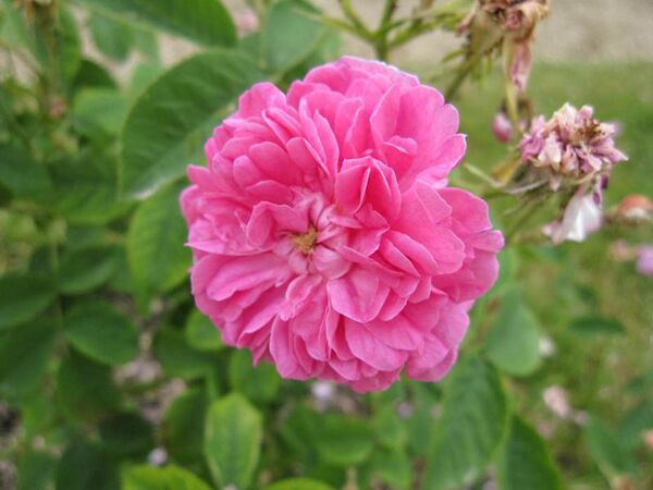 Petite Orléanaise – Rose-Biblio