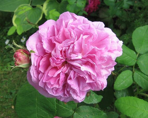 Président de Sèze – Rose-Biblio