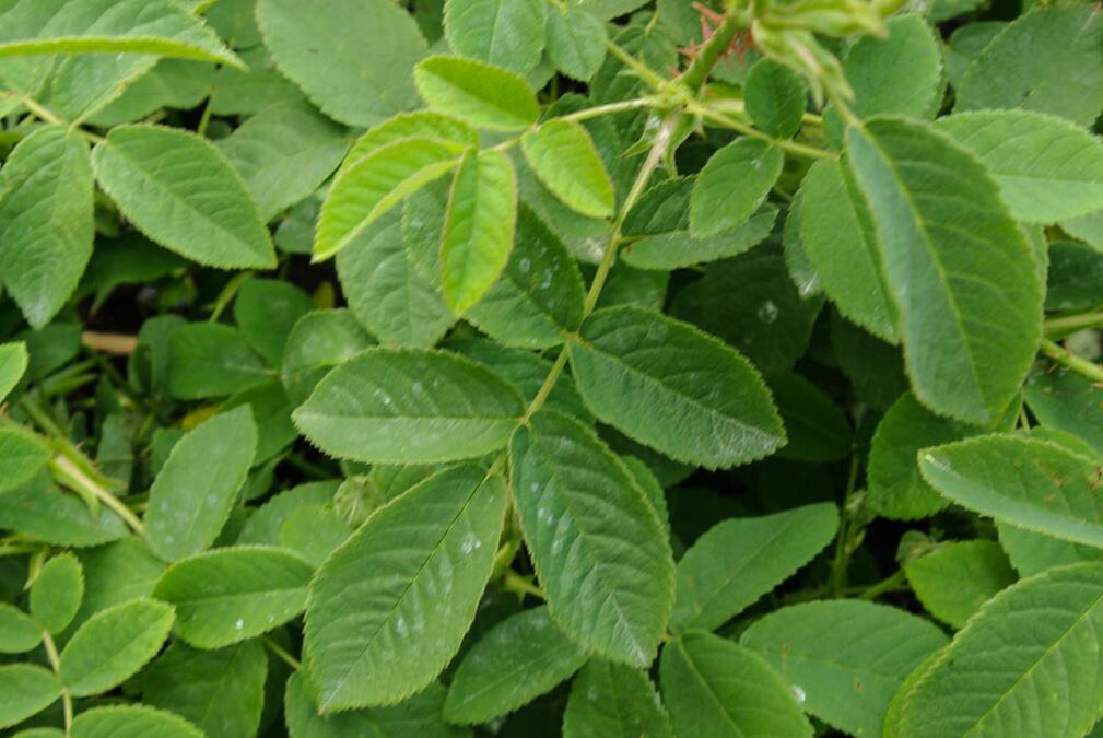 Agathe incarnata – Rose-Biblio