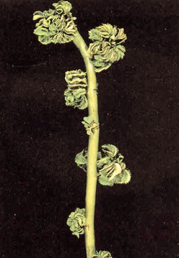 Krankheiten – Rose-Biblio