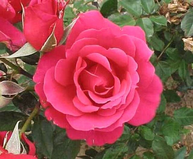 Flemington – Rose-Biblio