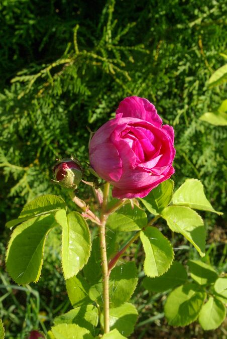 Fundrose "Gerda Nissen", Centifolia – Rose-Biblio
