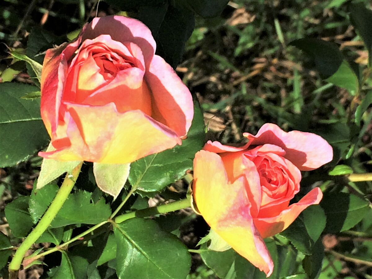 Pat Austin – Rose-Biblio