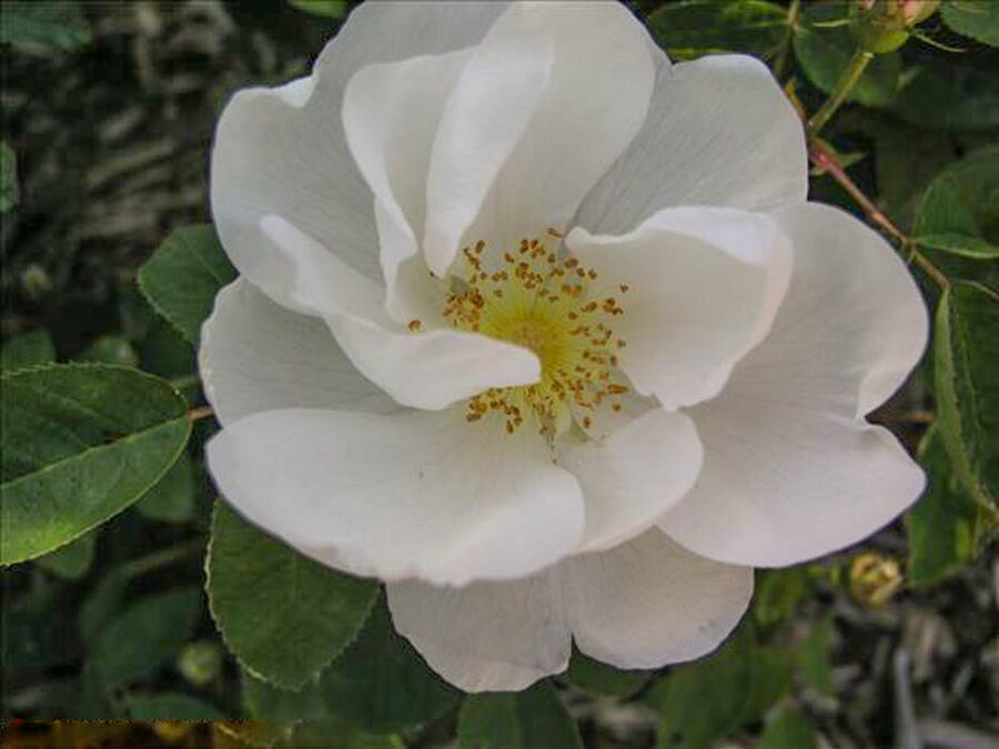 Enigma – Rose-Biblio