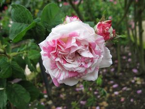 Rosa x centifolia 'Variegata' – Rose-Biblio