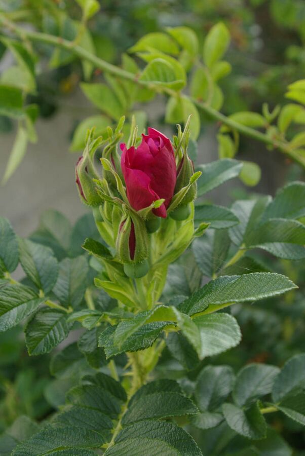 Wild Eagle – Rose-Biblio