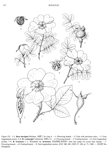 Rosa roxburghii Tratt. – Rose-Biblio