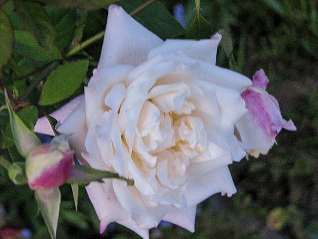 White Maman Cochet – Rose-Biblio
