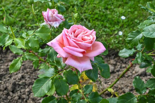 Colonel Dazier – Rose-Biblio