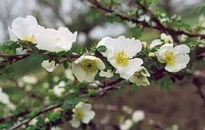 Rosa sericea Lindl. – Rose-Biblio