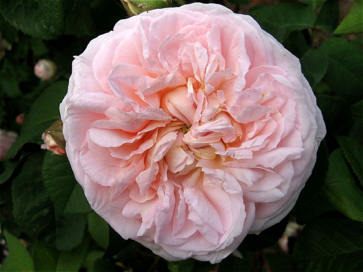 Royal Blush – Rose-Biblio