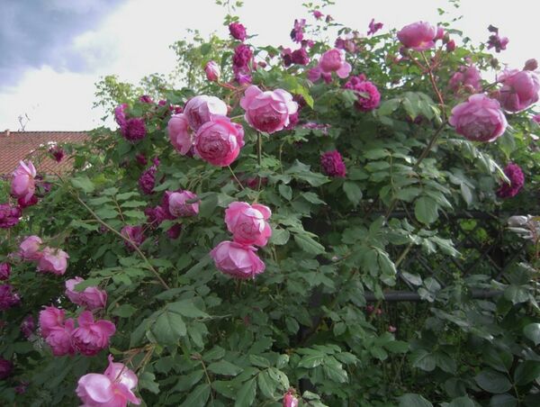 Alan Titchmarsh – Rose-Biblio