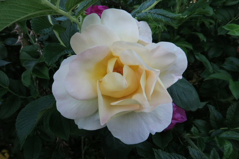 Datei:Dr. Eckener, Ostergaard, 3.PNG – Rose-Biblio