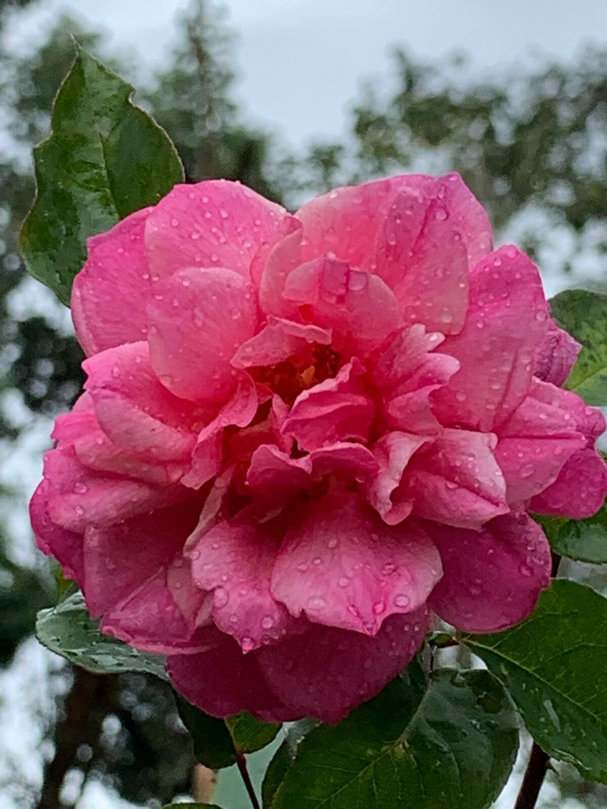 Kamalendumati Shah – Rose-Biblio