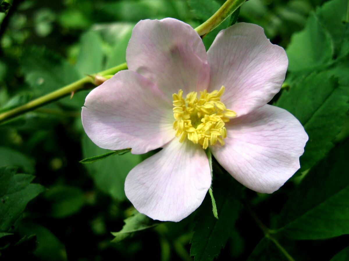 Rosa suffulta Greene – Rose-Biblio