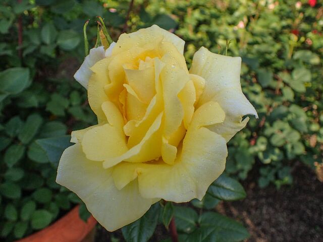 Arlene Francis – Rose-Biblio