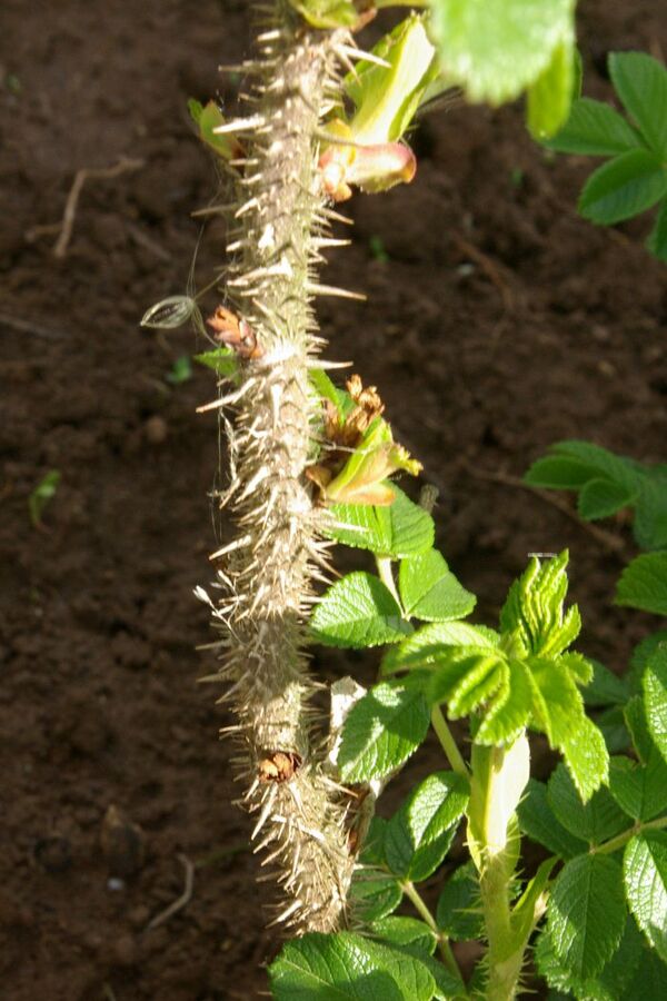 Wild Eagle – Rose-Biblio