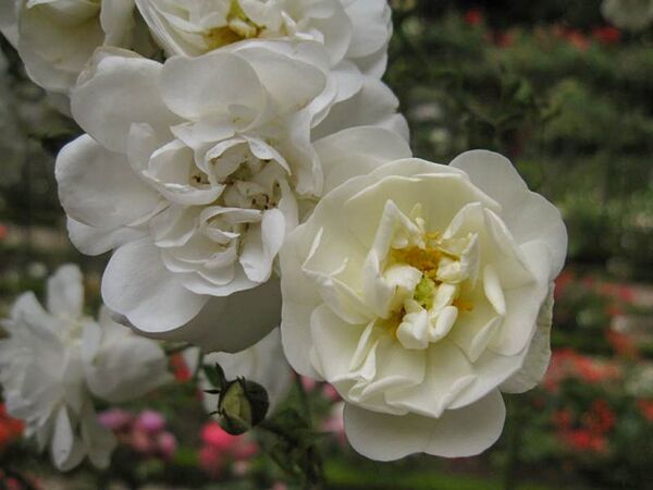 Sander's White Rambler – Rose-Biblio