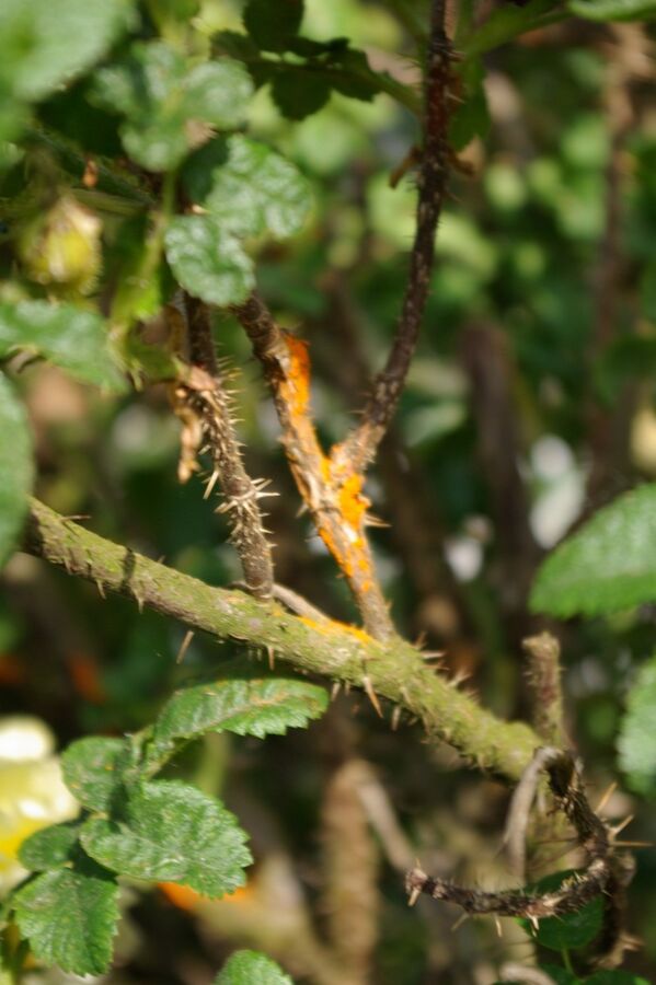 Krankheiten – Rose-Biblio