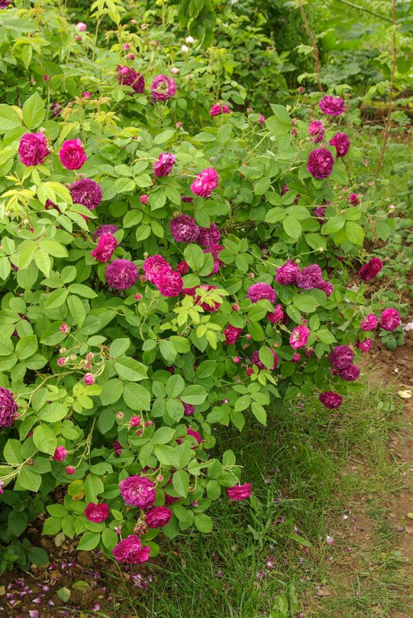 La Négresse – Rose-Biblio