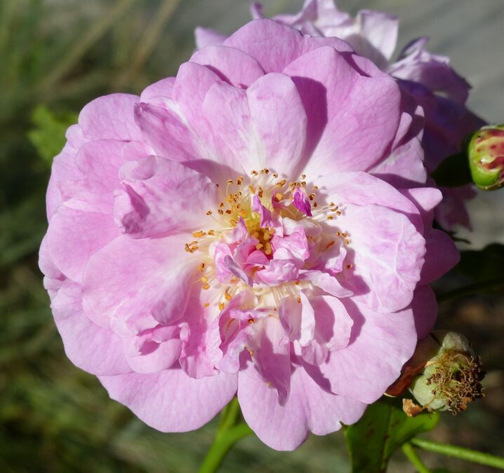 Lavender Lassie – Rose-Biblio
