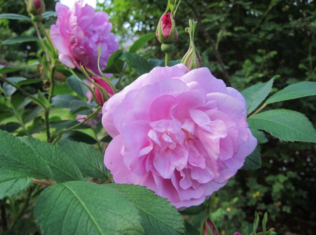 Datei:Wasagaming, Ostergaard 1.PNG – Rose-Biblio
