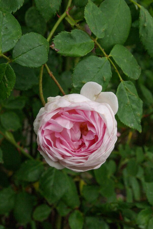 Champney's Pink Cluster – Rose-Biblio