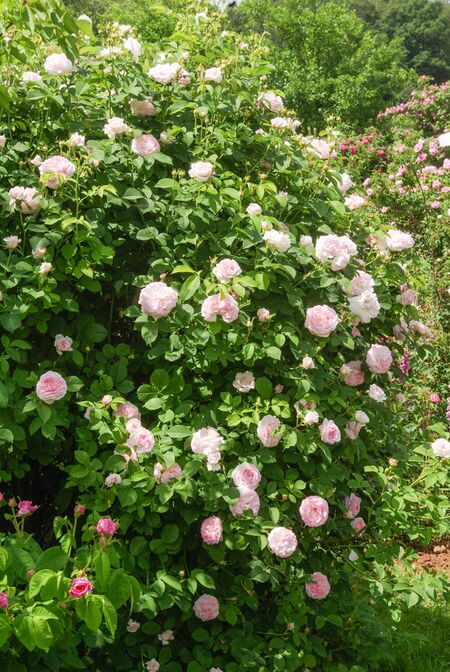 Chloris, Alba – Rose-Biblio