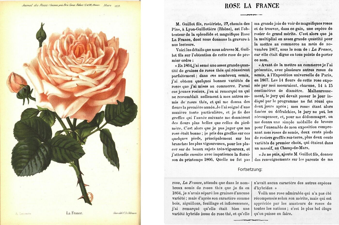 La France – Rose-Biblio