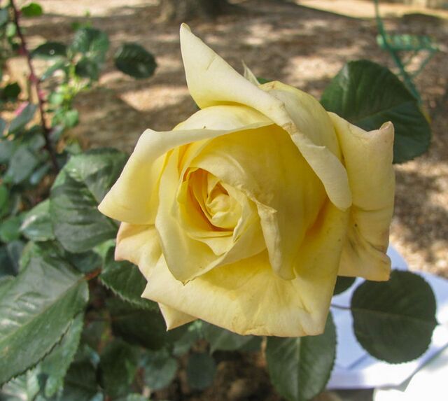 Max Krause – Rose-Biblio