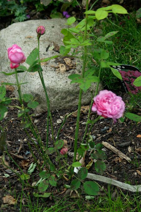 Paul Neyron – Rose-Biblio