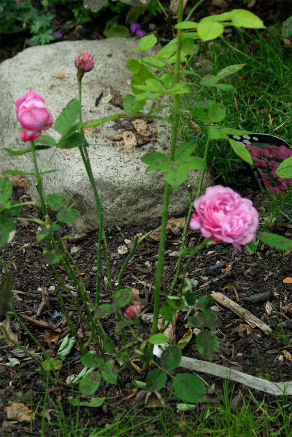 Paul Neyron – Rose-Biblio