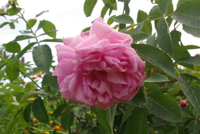 Cornet – Rose-Biblio