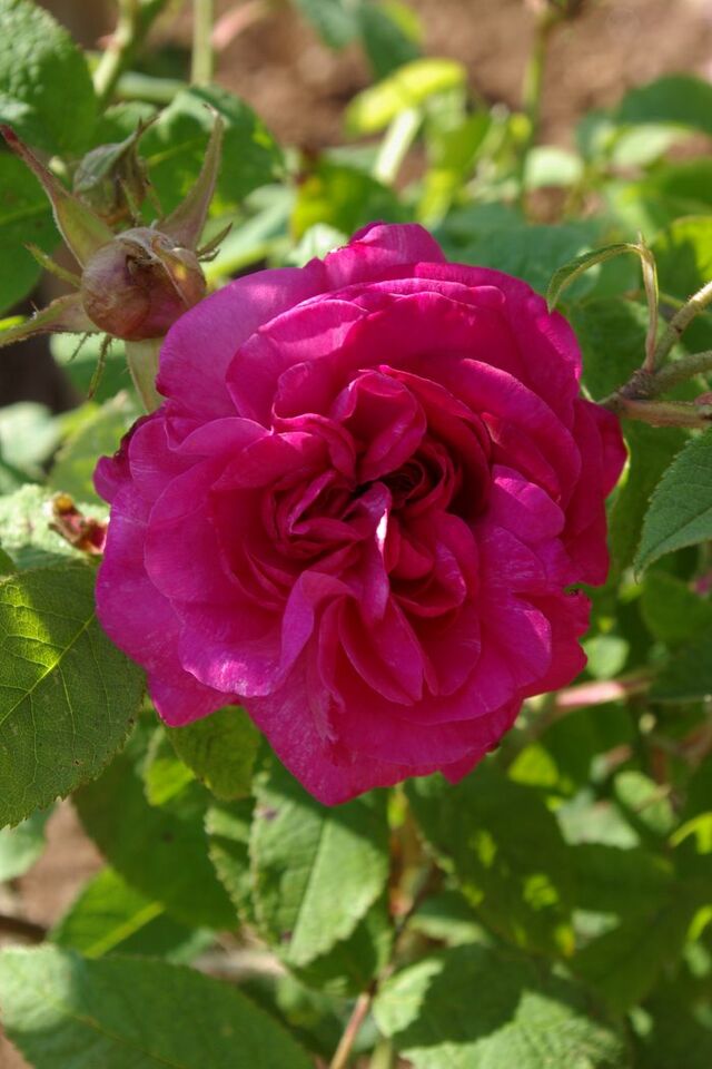 Velours Pourpre – Rose-Biblio