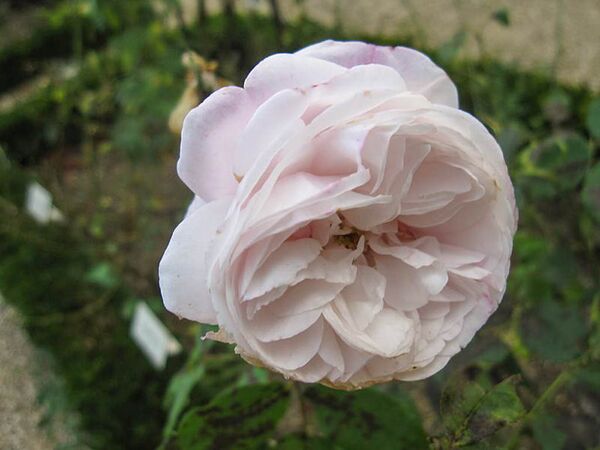 Lady Emily Peel – Rose-Biblio