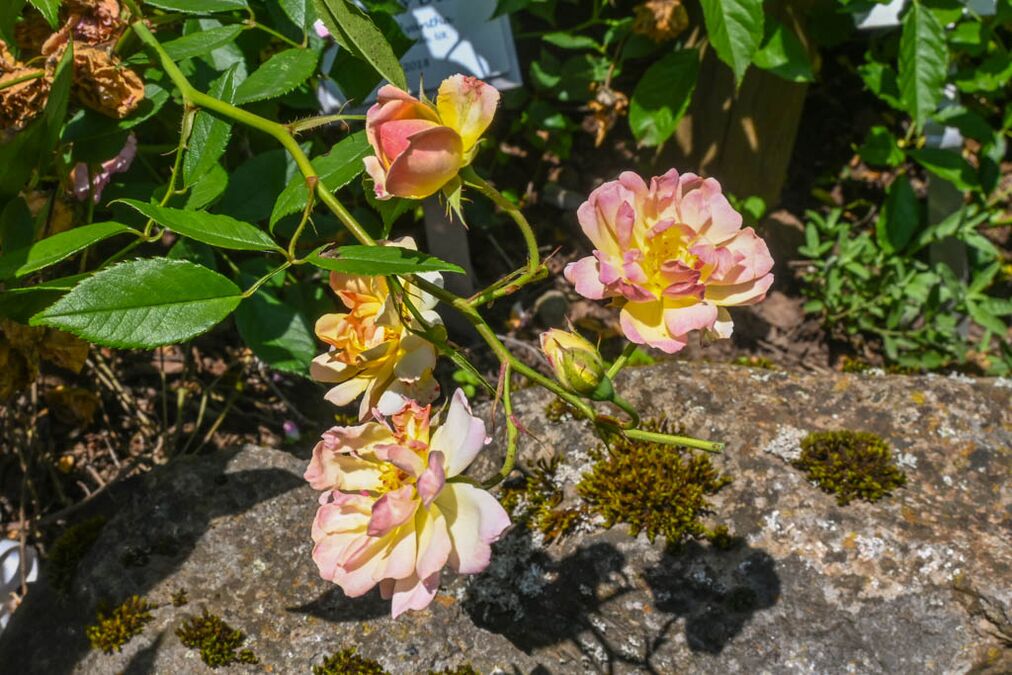 Phyllis Bide – Rose-Biblio