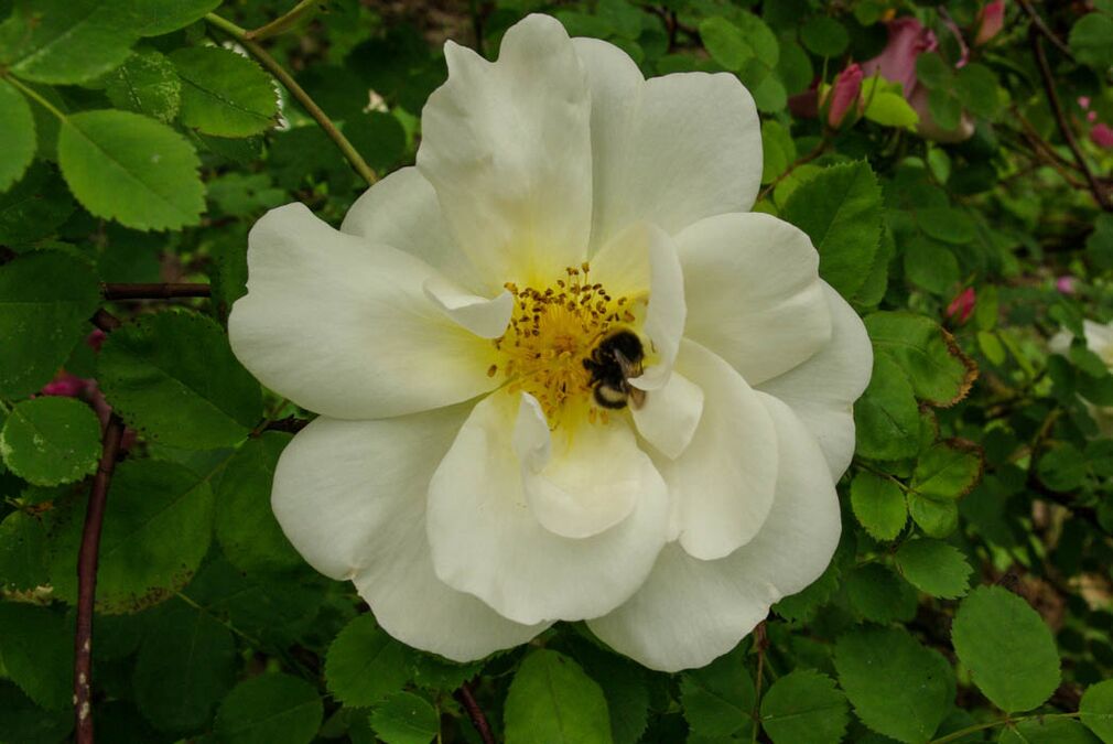 Nevada – Rose-Biblio