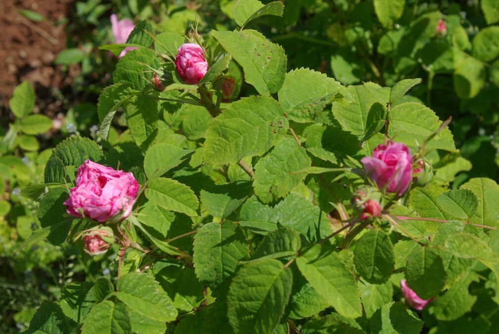 Duchesse de Rohan – Rose-Biblio