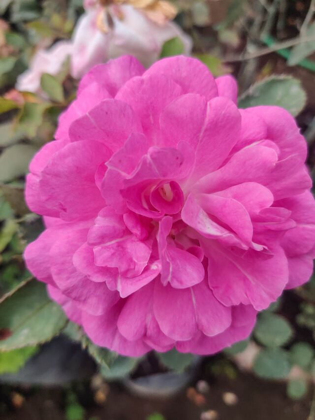 Forever Daniela – Rose-Biblio