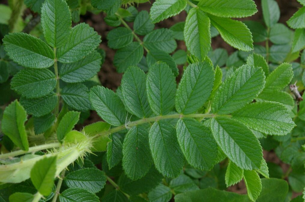 Wild Eagle – Rose-Biblio