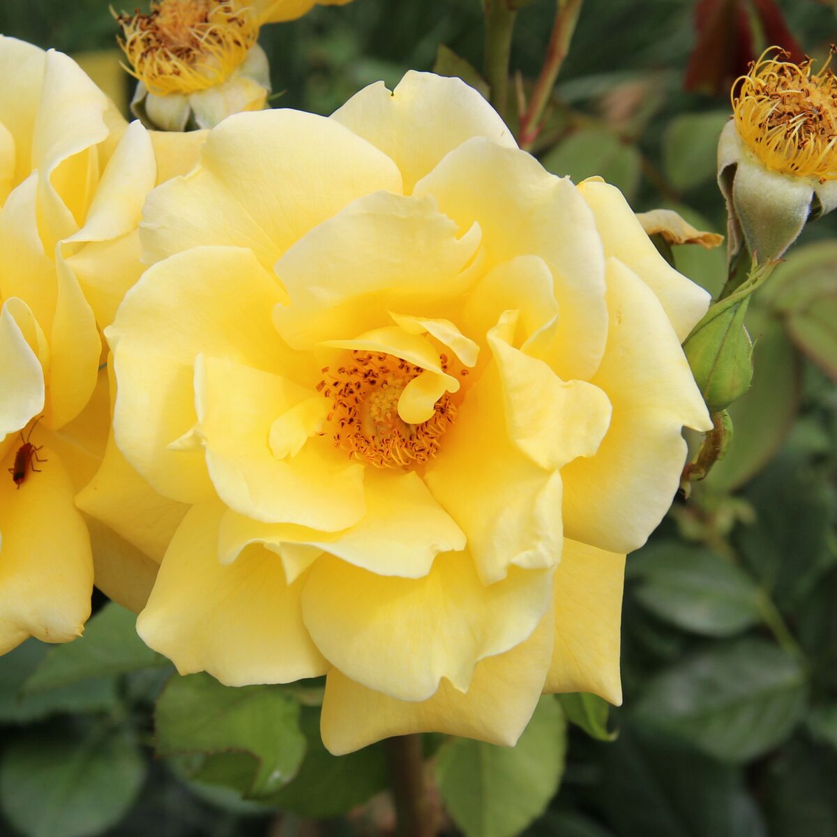 Landora – Rose-Biblio