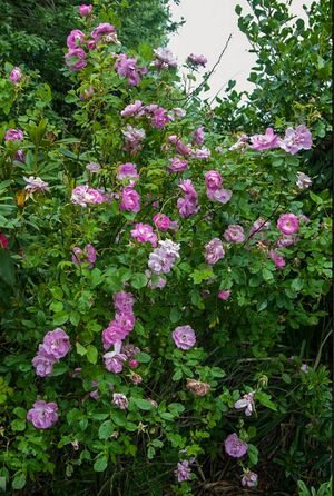 Lippiatt's Manetti – Rose-Biblio