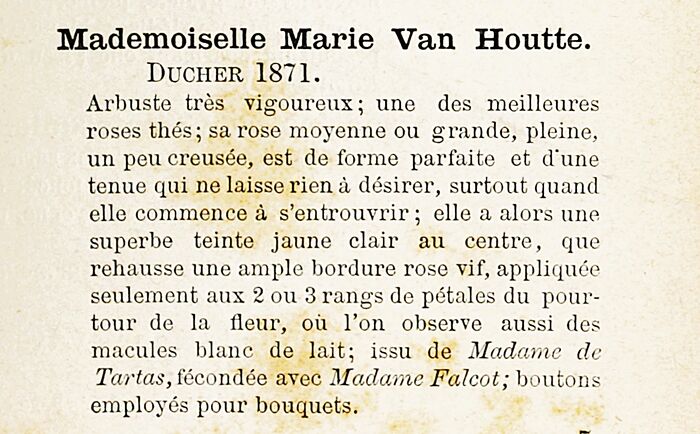 Mademoiselle Marie Van Houtte – Rose-Biblio