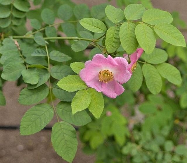 Rosa davidii Crép. – Rose-Biblio