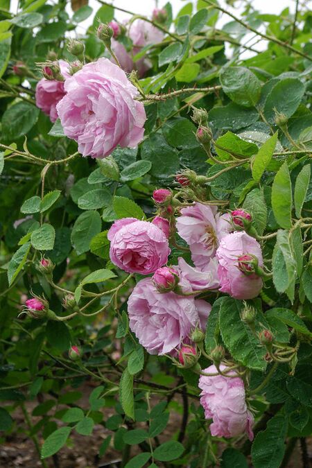 Rosa Regina – Rose-Biblio