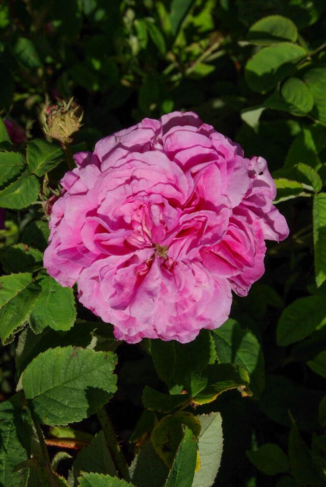 Moïse – Rose-Biblio