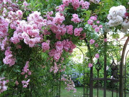 L'Orléanaise – Rose-Biblio